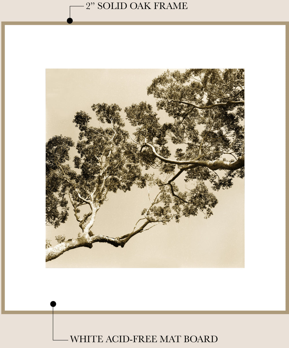 "Gumtree Embrace" Photographic Print by Kara Rosenlund