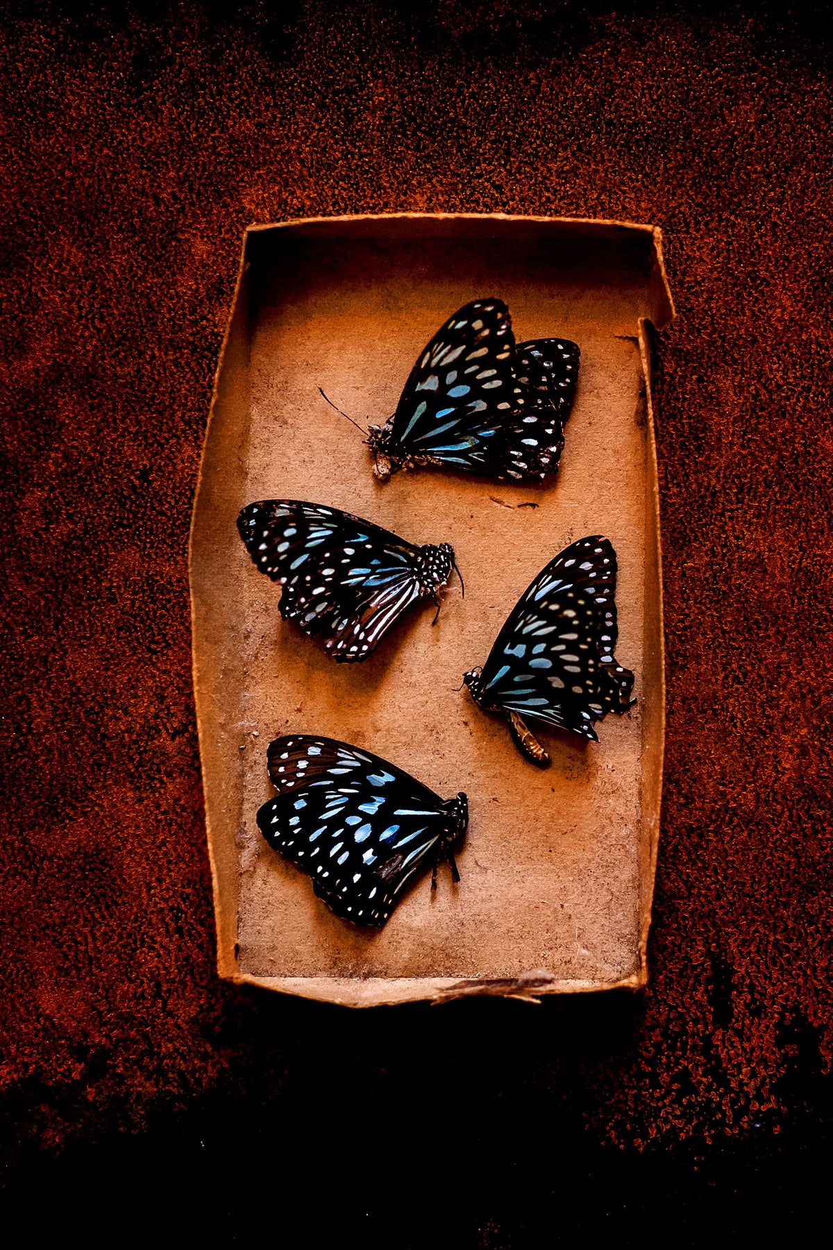 "Box of Butterflies" Photographic Print by Kara Rosenlund