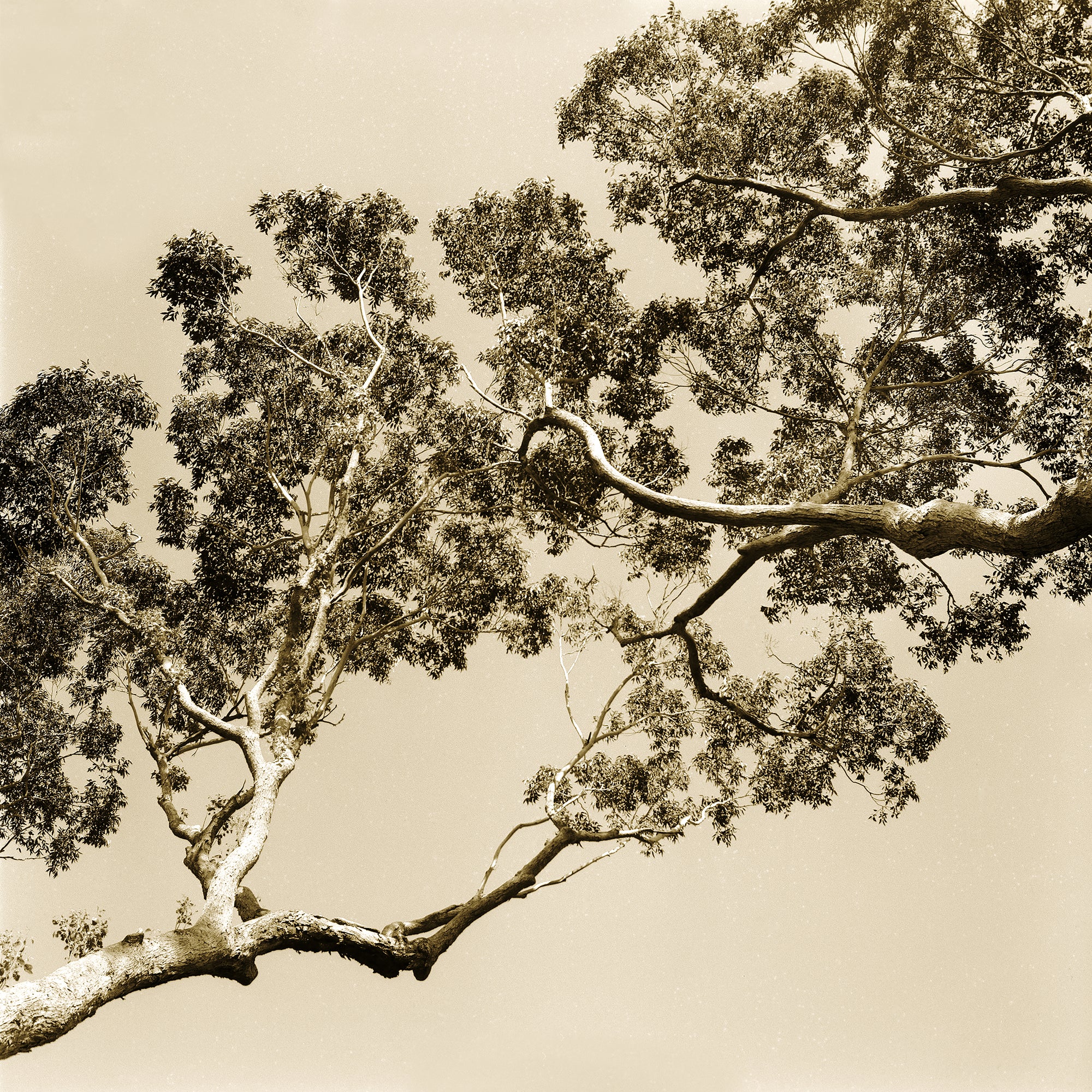 "Gumtree Embrace" Photographic Print by Kara Rosenlund