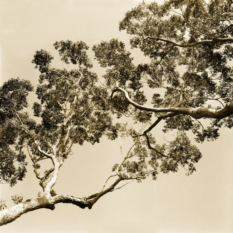 "Gumtree Embrace" Photographic Print by Kara Rosenlund