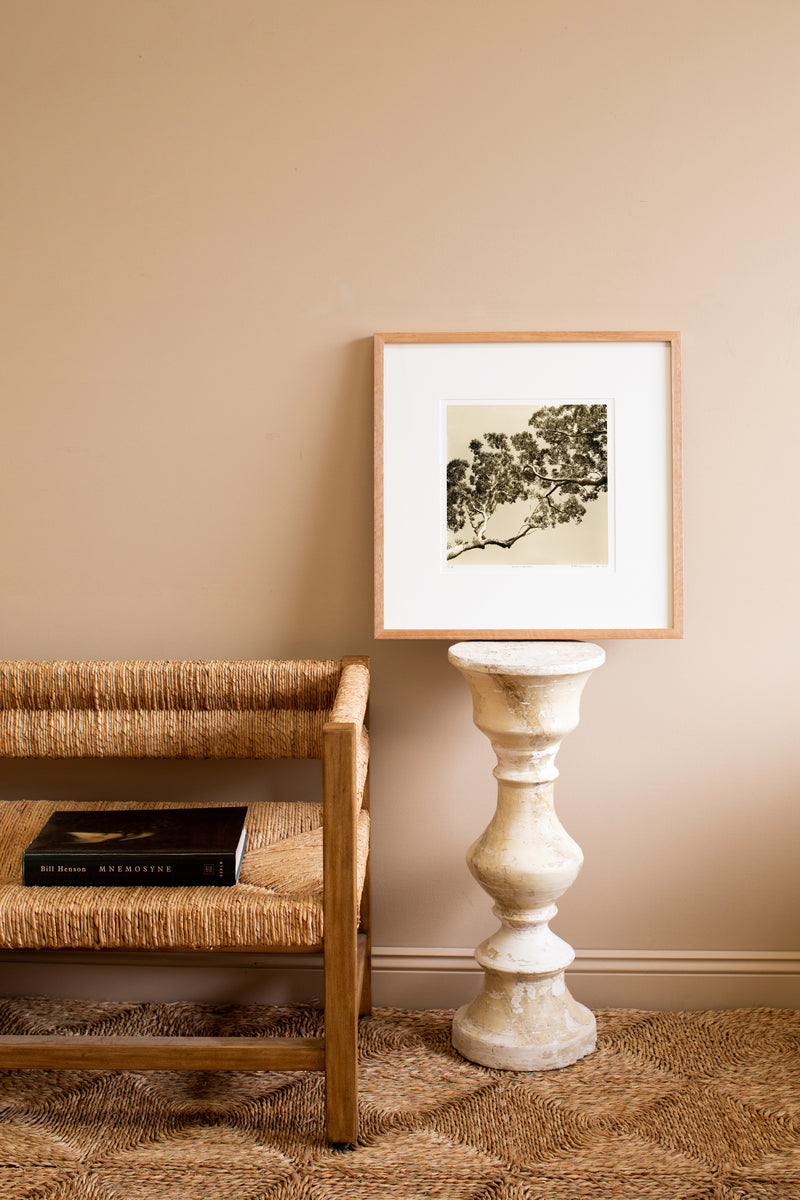 "Gumtree Embrace" Photographic Print by Kara Rosenlund