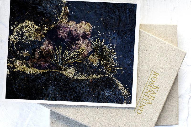 "Seaweed Pearls - Horizontal" Photographic Print by Kara Rosenlund