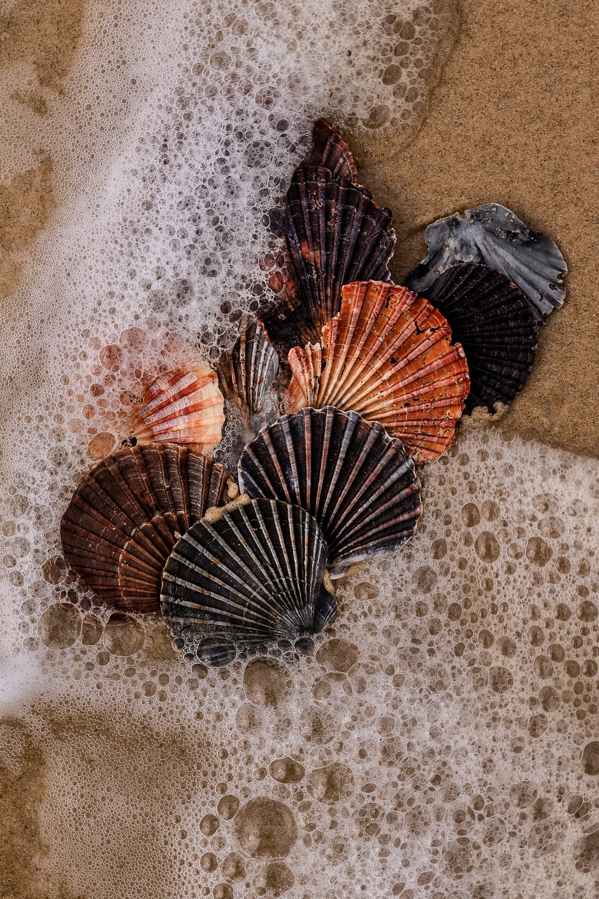 "Shells on the Shore" Photographic Print by Kara Rosenlund